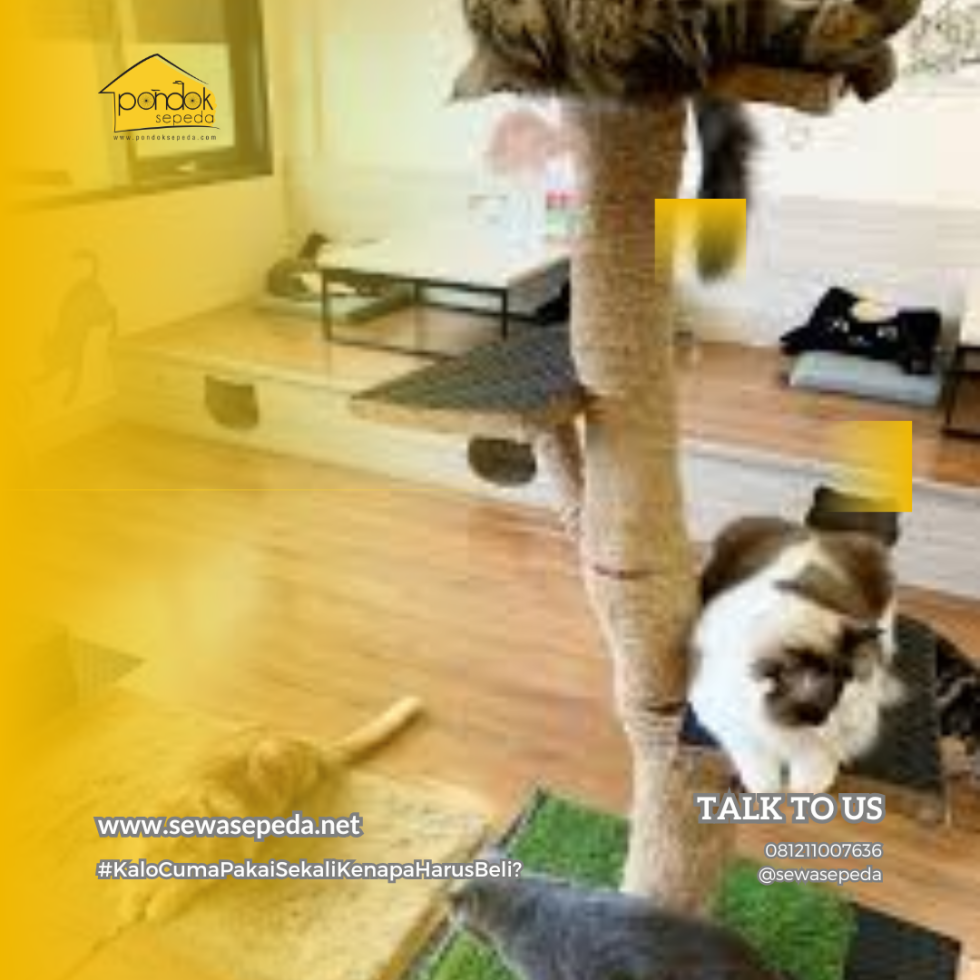 5 Cat Cafe Jakarta - Tempat Nongkrong yang Nggak Biasa Buat Pecinta ...